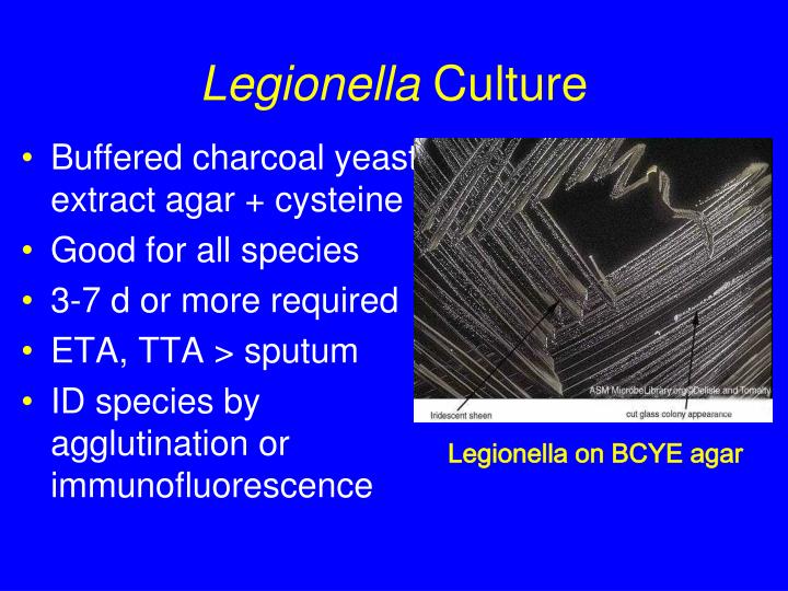 PPT - Mycoplasmas and Fastidious Gram-negative Bacteria PowerPoint ...