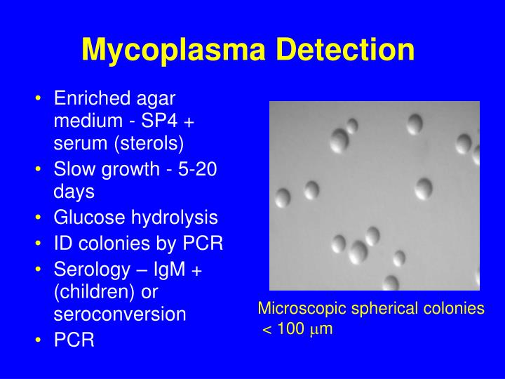 PPT - Mycoplasmas and Fastidious Gram-negative Bacteria PowerPoint ...