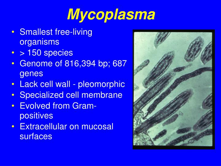 PPT - Mycoplasmas and Fastidious Gram-negative Bacteria PowerPoint ...