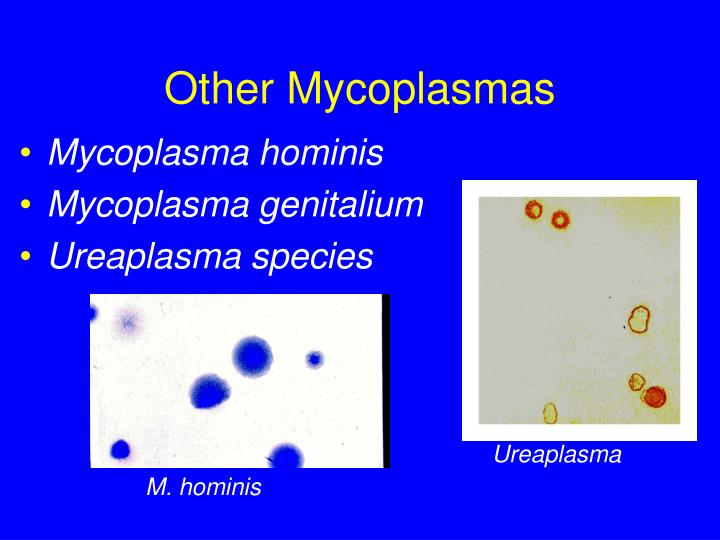PPT - Mycoplasmas and Fastidious Gram-negative Bacteria PowerPoint ...