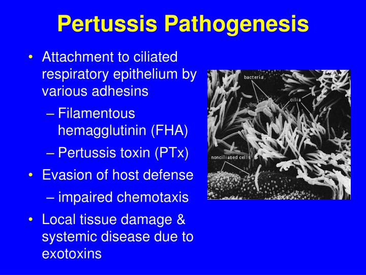 PPT - Mycoplasmas and Fastidious Gram-negative Bacteria PowerPoint ...