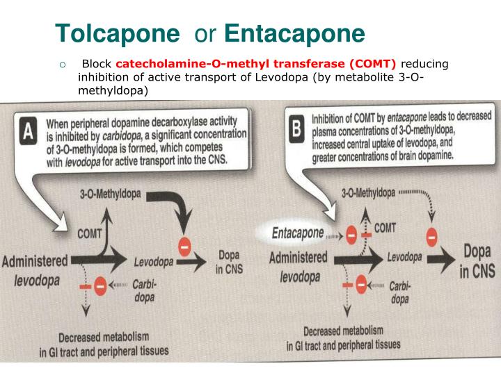 PPT - CNS PHARMACOLOGY PowerPoint Presentation - ID:3813460