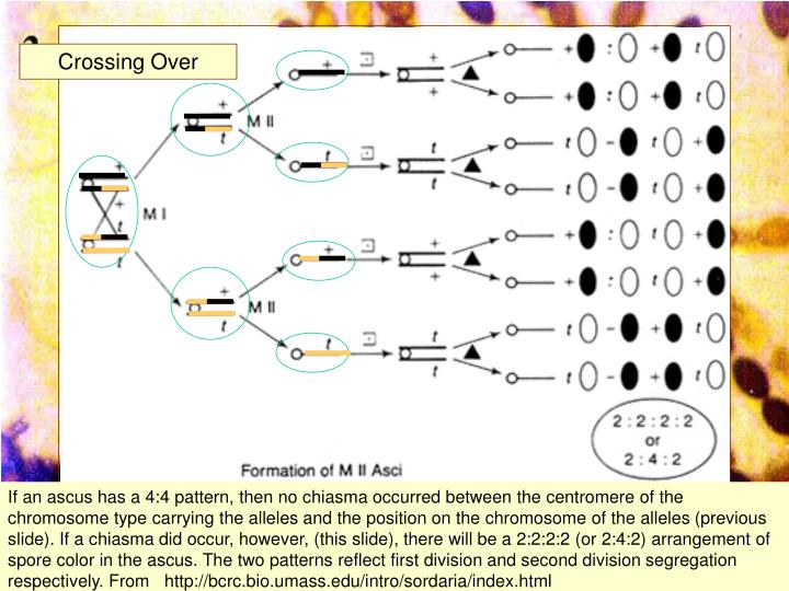 PPT - Sordaria Lab PowerPoint Presentation - ID:3814178