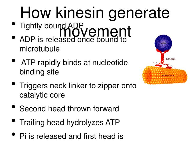 PPT - Evolution of Kinesin and Myosin Motors, and the Roles They Play ...
