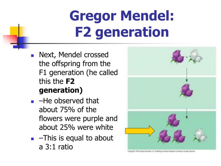 PPT - Who is Gregor Mendel? PowerPoint Presentation - ID:3815926