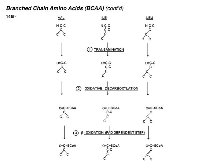 PPT - Branched Chain Amino Acids (BCAA) PowerPoint Presentation - ID ...