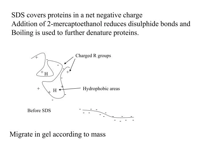 PPT - SDS covers proteins in a net negative charge PowerPoint ...