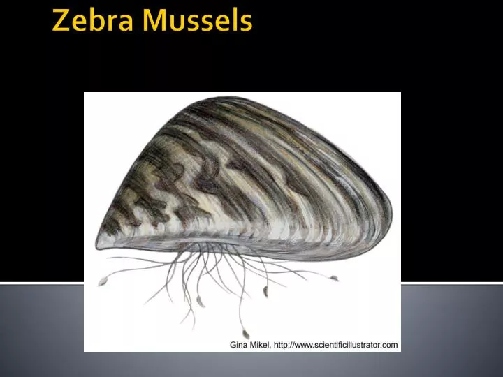 PPT - Zebra Mussels PowerPoint Presentation - ID:3817741