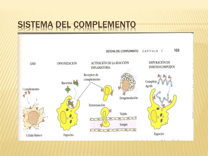 PPT - SISTEMA DEL COMPLEMENTO PowerPoint Presentation - ID:3818953