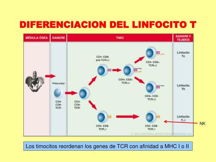 PPT - Órganos y tejidos linfoides y Células del Sistema inmune ...