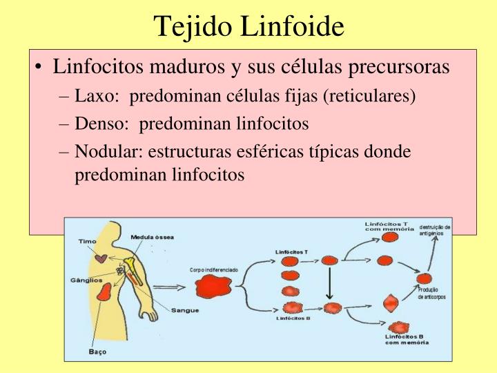PPT - Órganos y tejidos linfoides y Células del Sistema inmune ...