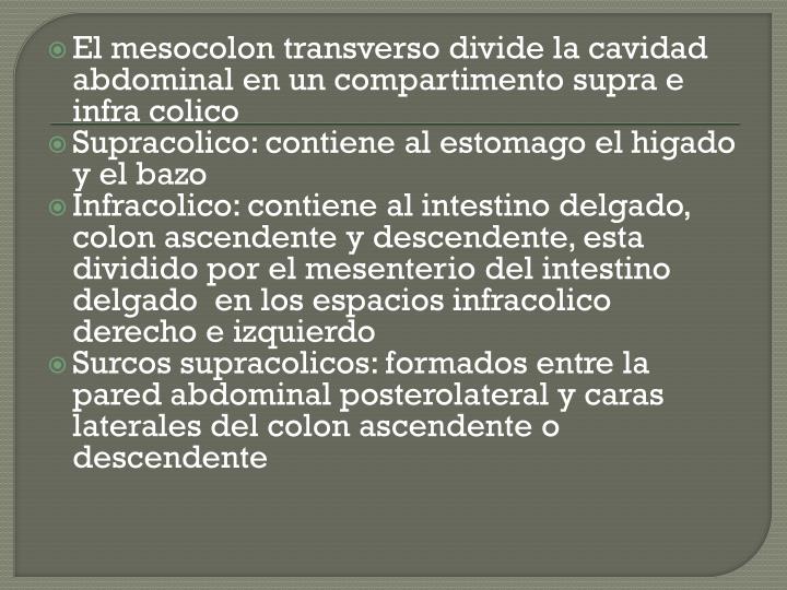 PPT - Peritoneo y cavidad peritoneal PowerPoint Presentation - ID:3819380