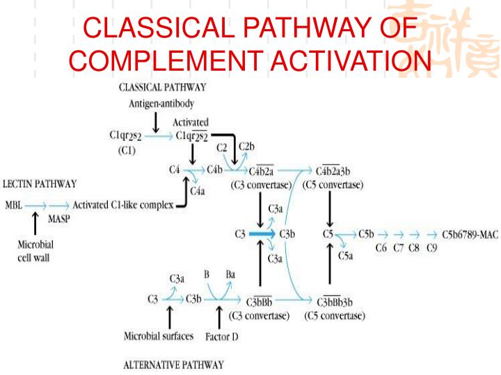 PPT - Multiple Sclerosis （ MS ） And Immunology PowerPoint Presentation ...