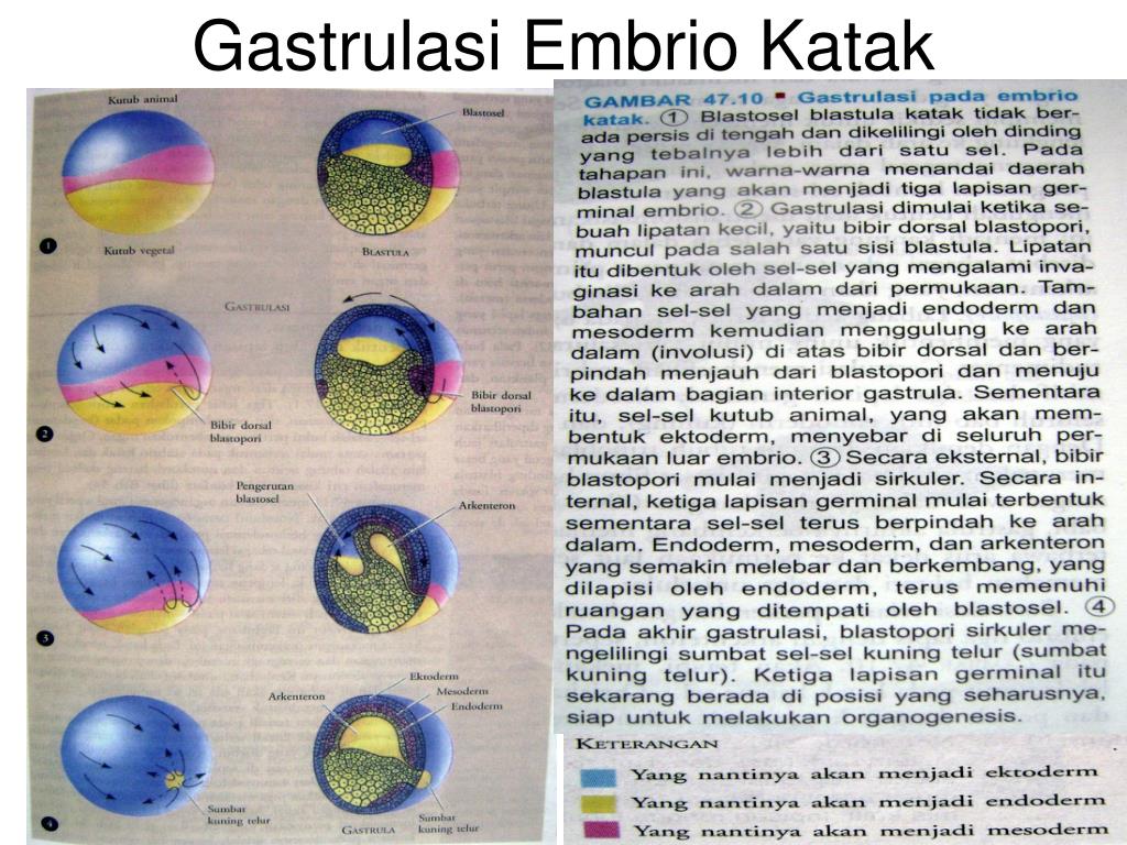 PPT - Perkembangan Embrio Awal-2: Gastrulasi PowerPoint Presentation ...
