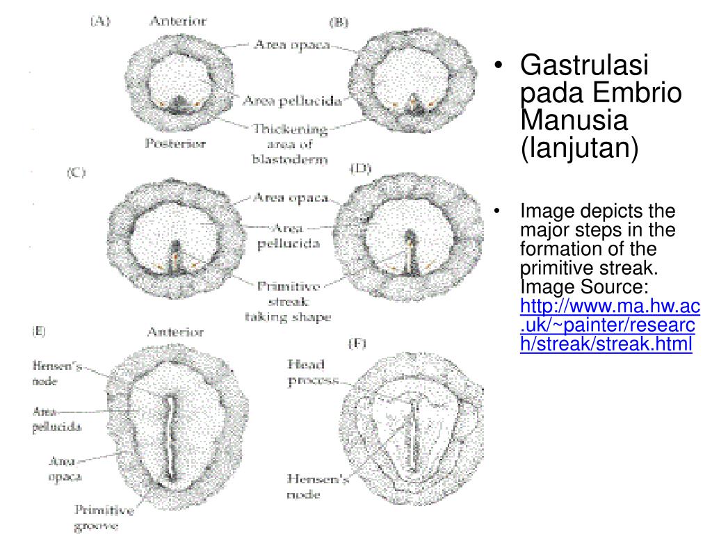 PPT - Perkembangan Embrio Awal-2: Gastrulasi PowerPoint Presentation ...