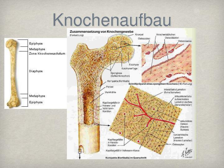 PPT - Anatomie und Histologie PowerPoint Presentation - ID:3823612