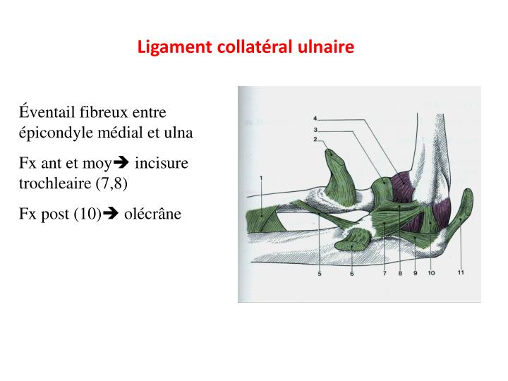 PPT - ANATOMIE FONCTIONNELLE ET BIOMÉCANIQUE DU COUDE PowerPoint ...