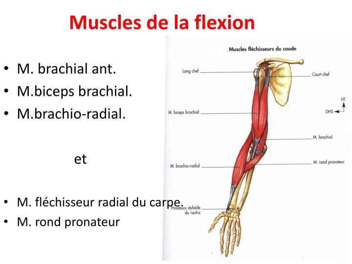 PPT - ANATOMIE FONCTIONNELLE ET BIOMÉCANIQUE DU COUDE PowerPoint ...
