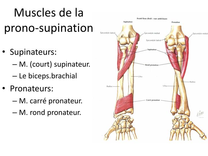 PPT - ANATOMIE FONCTIONNELLE ET BIOMÉCANIQUE DU COUDE PowerPoint ...