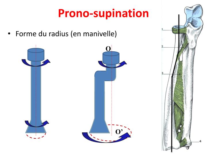 PPT - ANATOMIE FONCTIONNELLE ET BIOMÉCANIQUE DU COUDE PowerPoint ...