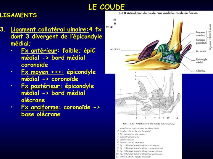PPT - LE COUDE PowerPoint Presentation - ID:3824118