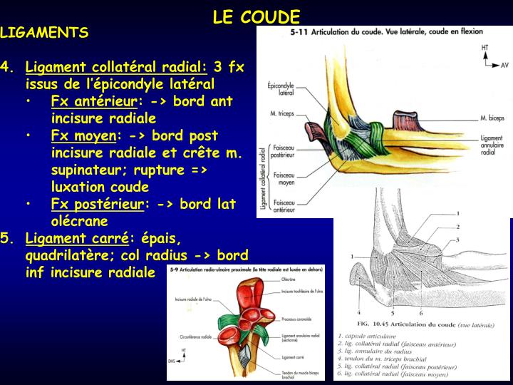 PPT - LE COUDE PowerPoint Presentation - ID:3824118