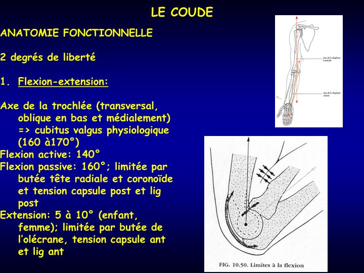 PPT - LE COUDE PowerPoint Presentation - ID:3824118