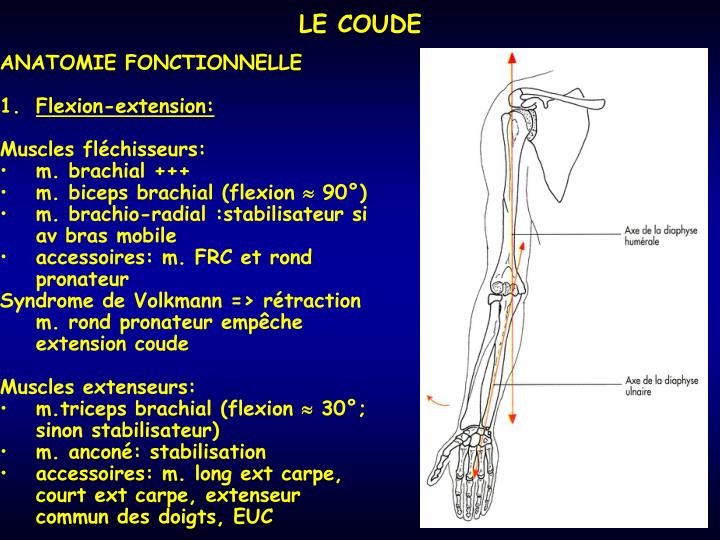 PPT - LE COUDE PowerPoint Presentation - ID:3824118
