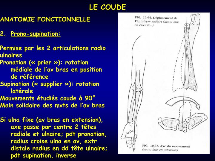 PPT - LE COUDE PowerPoint Presentation - ID:3824118