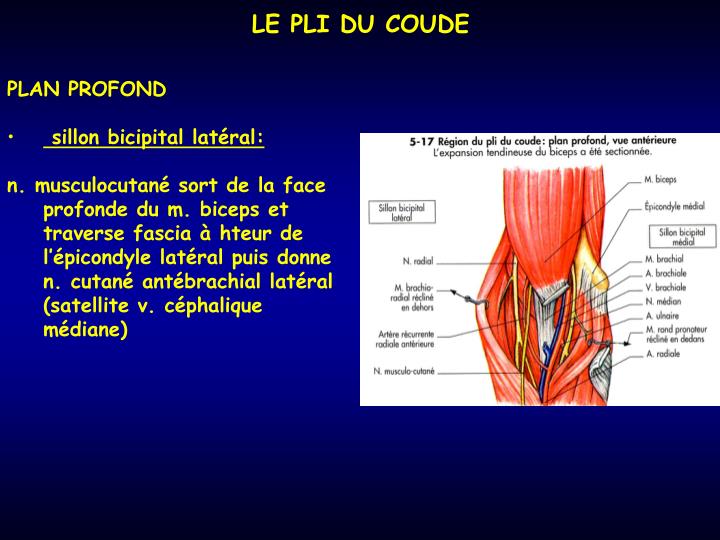 PPT - LE COUDE PowerPoint Presentation - ID:3824118
