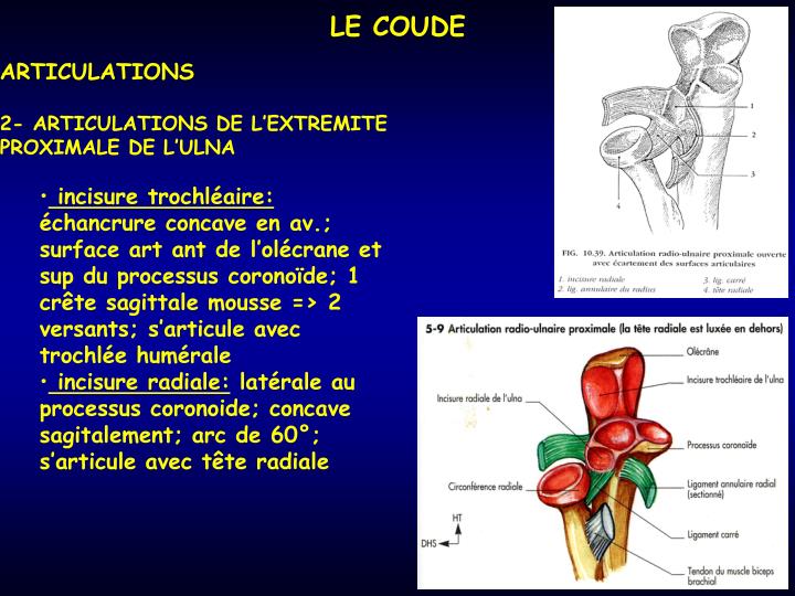 PPT - LE COUDE PowerPoint Presentation - ID:3824118