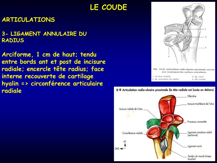PPT - LE COUDE PowerPoint Presentation - ID:3824118
