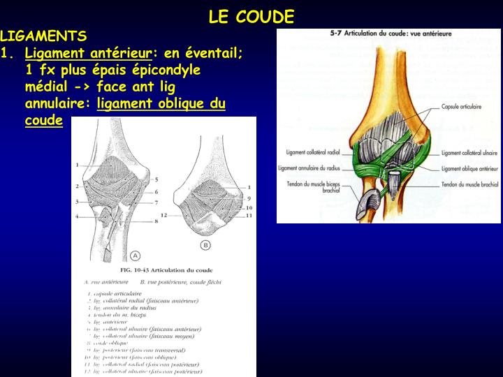 PPT - LE COUDE PowerPoint Presentation - ID:3824118