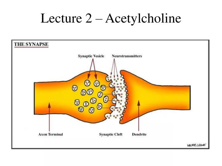 PPT - Lecture 2 – Acetylcholine PowerPoint Presentation, free download ...