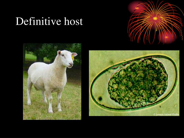 PPT - Trichostrongylus spp. PowerPoint Presentation - ID:3824497