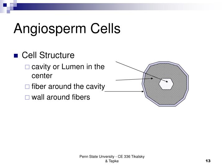 PPT - Wood Properties, Deterioration & Preservation PowerPoint ...