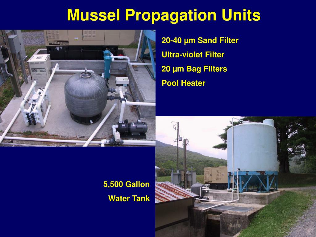 PPT - Freshwater Mussel Cultivation and Recovery at Virginia’s Aquatic ...