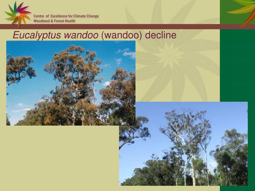 PPT - Forest health in the drying climate of southwest Western ...
