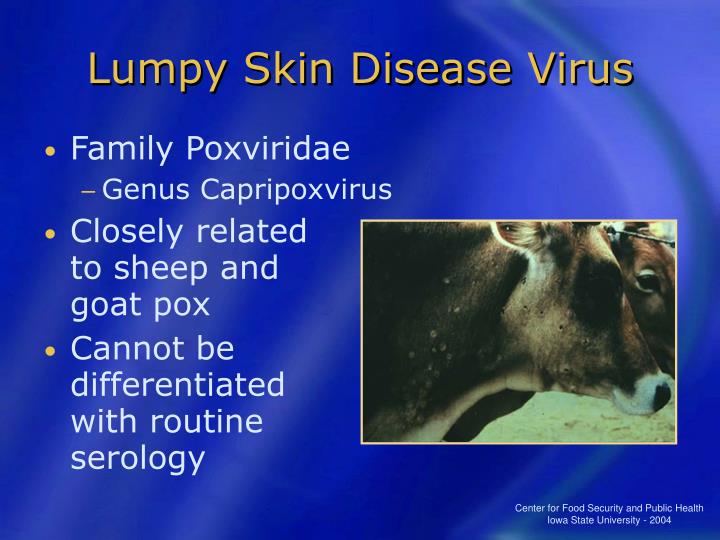 PPT - Lumpy Skin Disease PowerPoint Presentation - ID:3826381