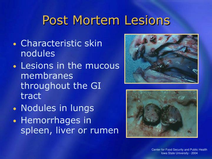 PPT - Lumpy Skin Disease PowerPoint Presentation - ID:3826381