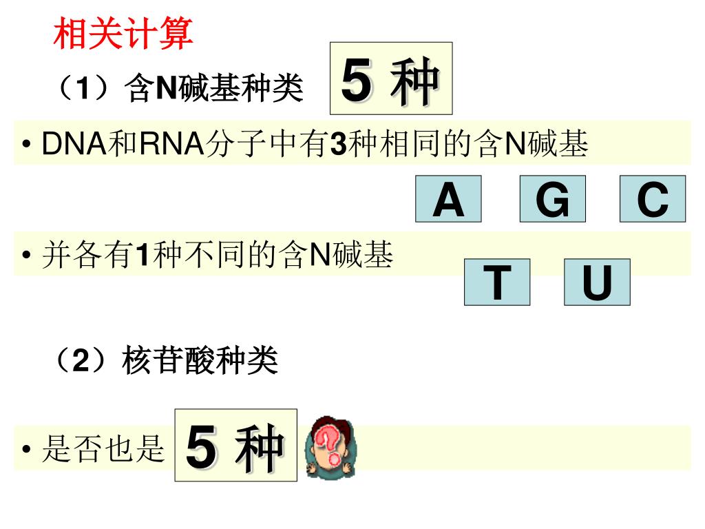 PPT - 第 3 节 遗传信息的携带者 —— 核酸 PowerPoint Presentation - ID:3828507