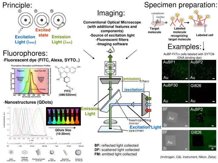 PPT - Specimen preparation: PowerPoint Presentation, free download - ID ...