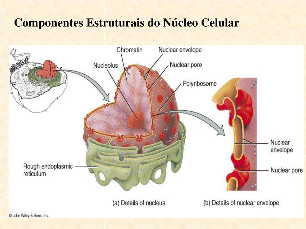 PPT - Aula 11 – Núcleo interfásico: membrana nuclear nucleoplasma ...