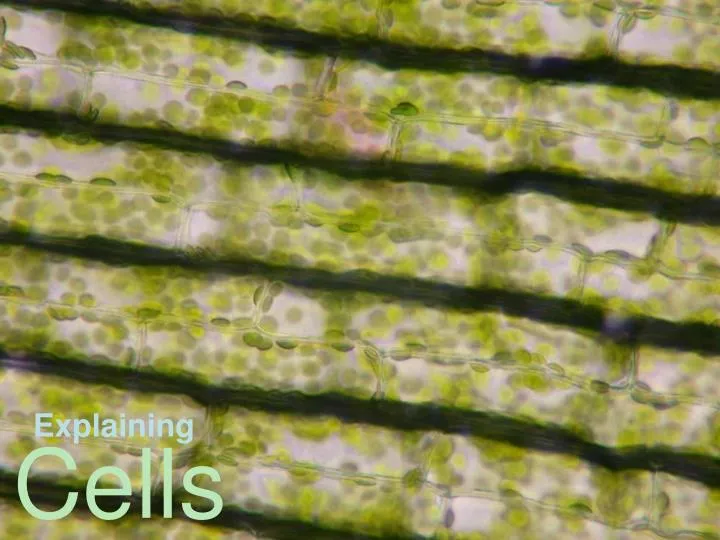 PPT - Cells PowerPoint Presentation, free download - ID:3829478