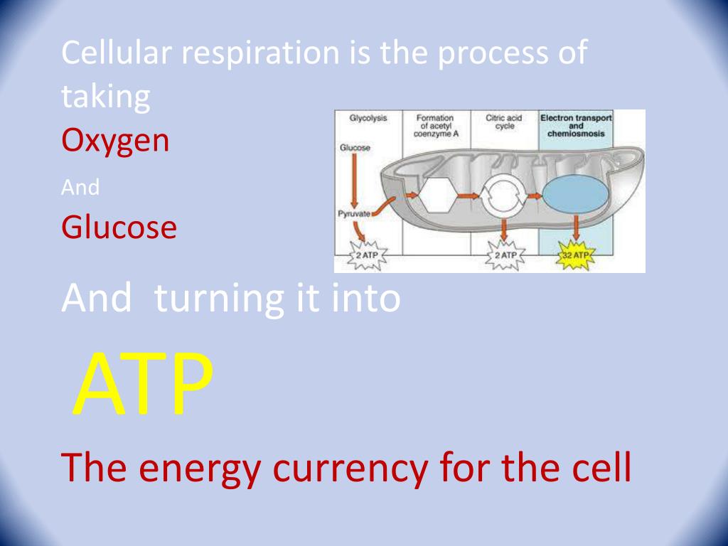PPT - Respiration Changing Food to Energy PowerPoint Presentation, free ...