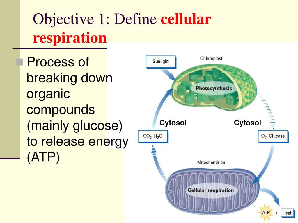 Chapter 7 Cellular Respiration D21