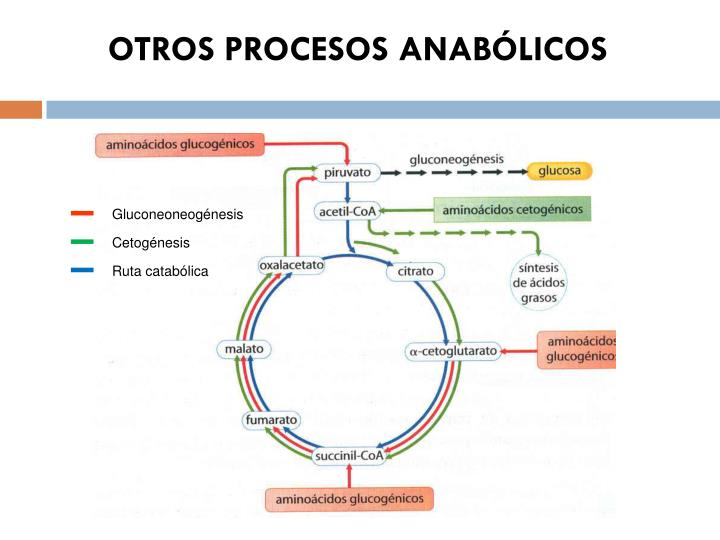 PPT - TEMA 8B. El metabolismo (Anabolismo) PowerPoint Presentation - ID ...
