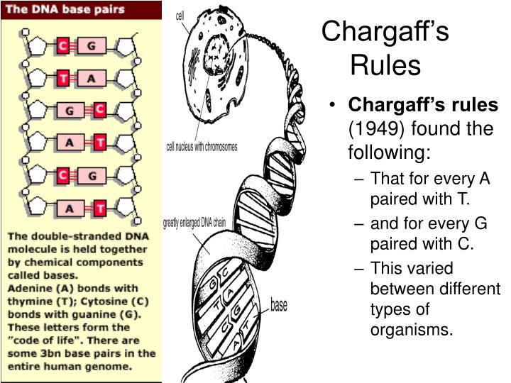 PPT - Leads to DNA: Griffith’s Experiment PowerPoint Presentation - ID ...