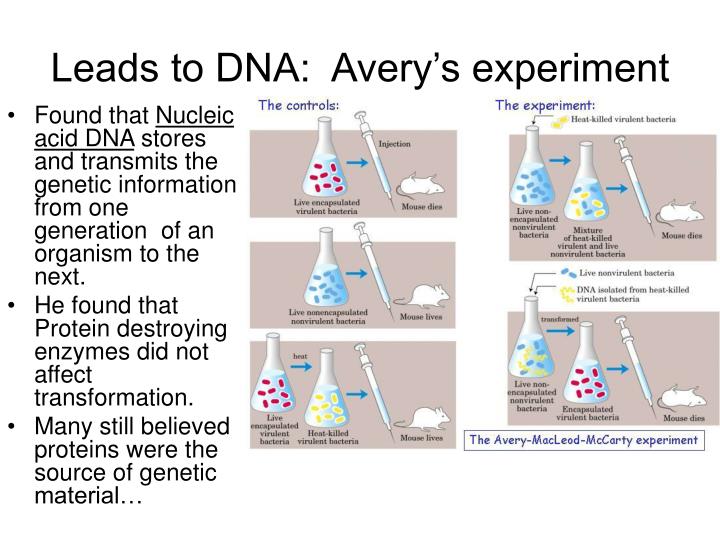 PPT - Leads to DNA: Griffith’s Experiment PowerPoint Presentation - ID ...