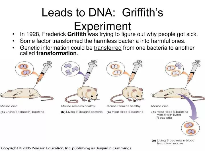 PPT - Leads to DNA: Griffith’s Experiment PowerPoint Presentation - ID ... PPT - Leads to DNA: Griffith’s Experiment PowerPoint Presentation - ID ...